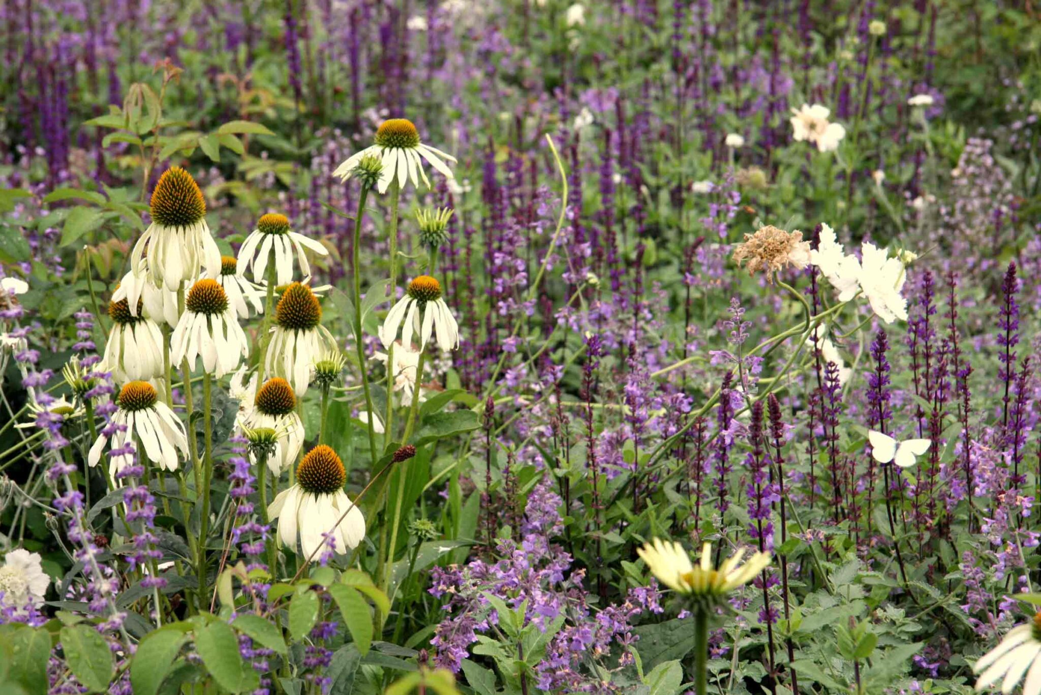 Vit solhatt ‘Alba’ - Perennfolket
