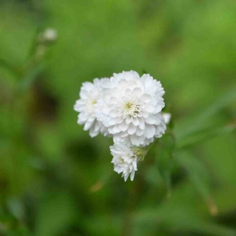 Höstsilverax / Rödbladig silverax ‘Brunette’ 2 L - Perennfolket