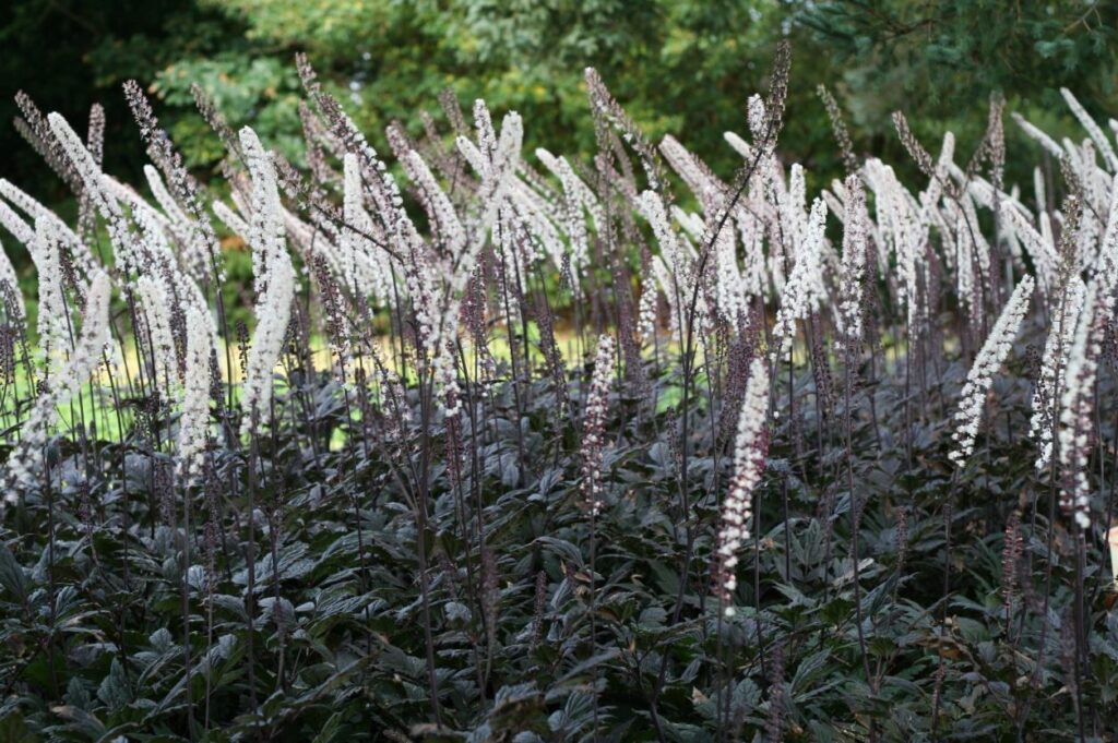 Höstsilverax / Rödbladig silverax ‘Brunette’ 2 L - Perennfolket