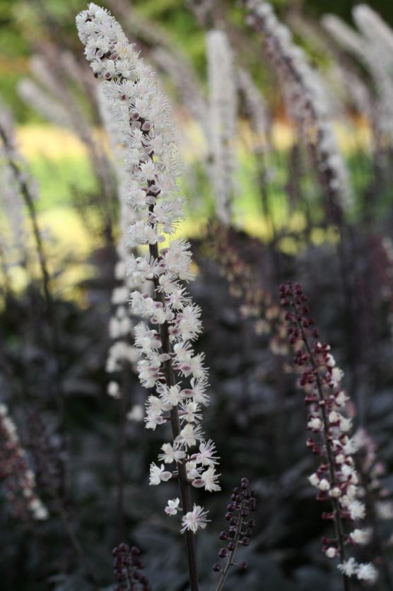 Höstsilverax / Rödbladig silverax ‘Brunette’ 2 L - Perennfolket
