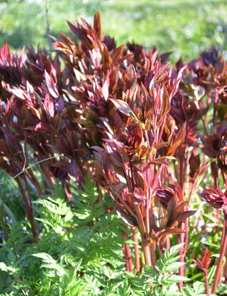 Höstsilverax / Rödbladig silverax ‘Brunette’ 2 L - Perennfolket