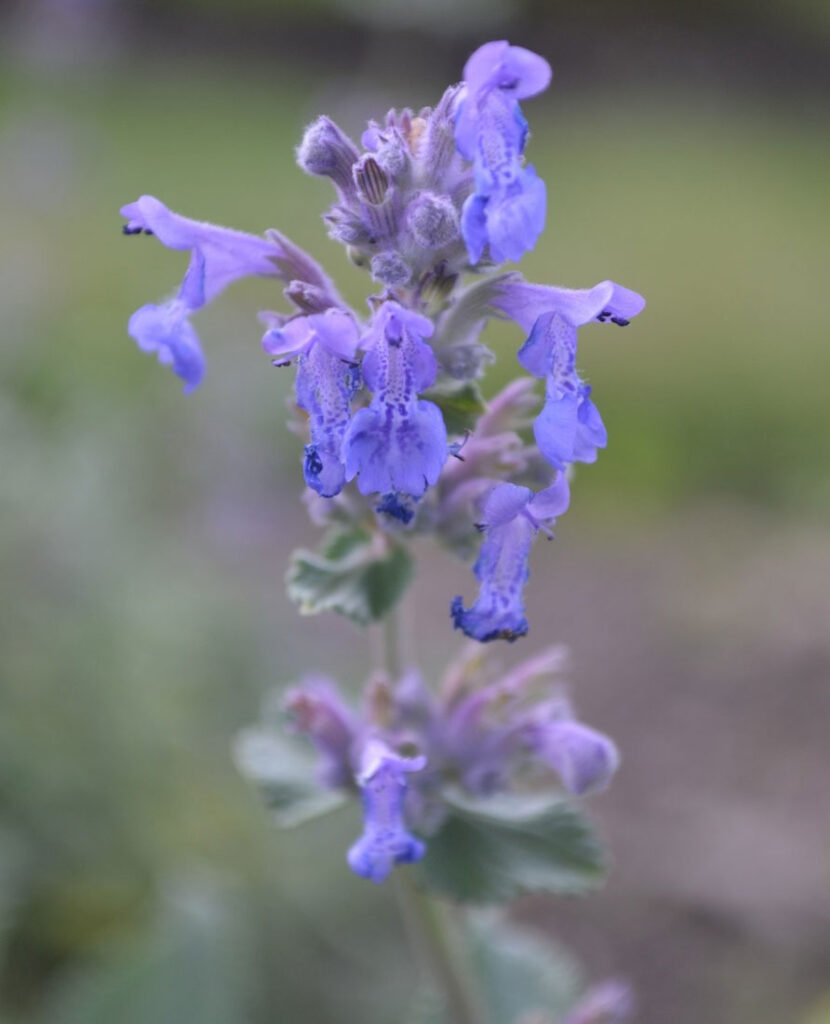 Bergnepeta ’Linghem’ - Perennfolket